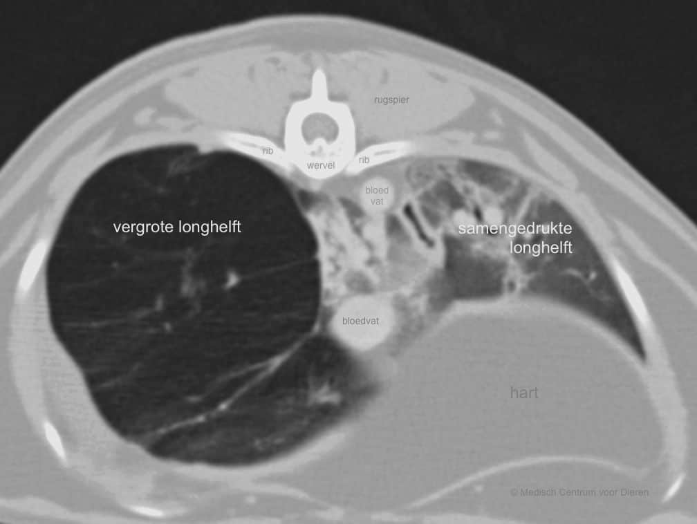 Benauwde hond of kat - Medisch Centrum Voor Dieren