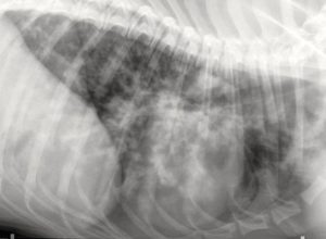 Longworm - Medisch Centrum Voor Dieren