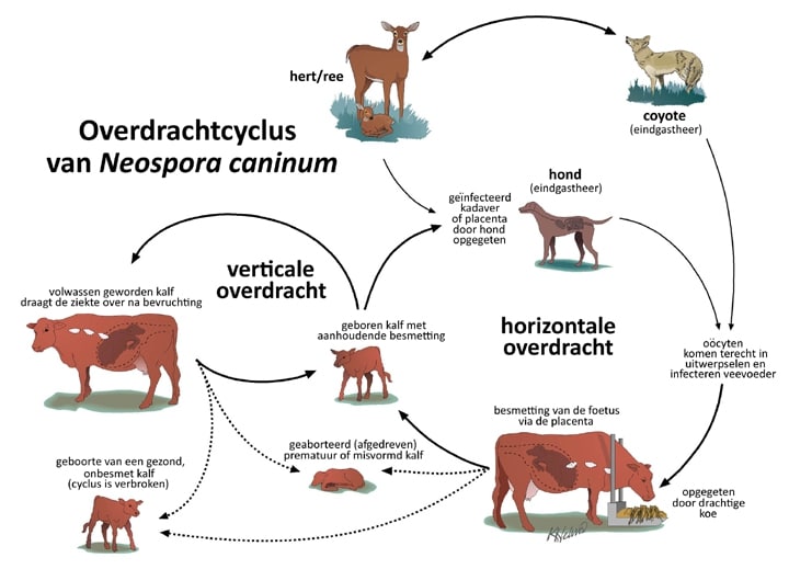 Neospora caninum - Medisch Centrum Voor Dieren