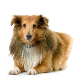 Hondennamen - Medisch Centrum Voor Dieren