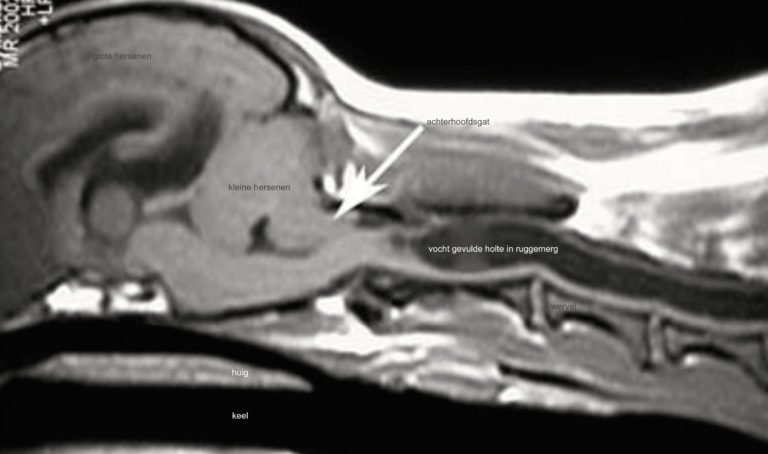 Syringomyelie - Medisch Centrum Voor Dieren