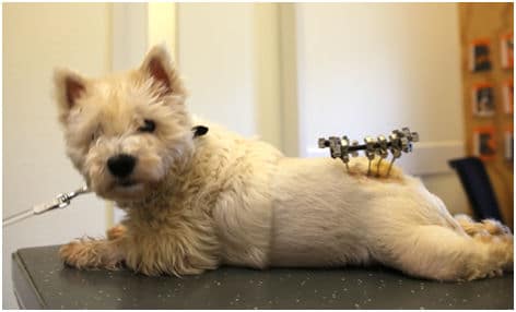 Botbreuk behandeling met externe fixateur - Medisch Centrum Voor Dieren