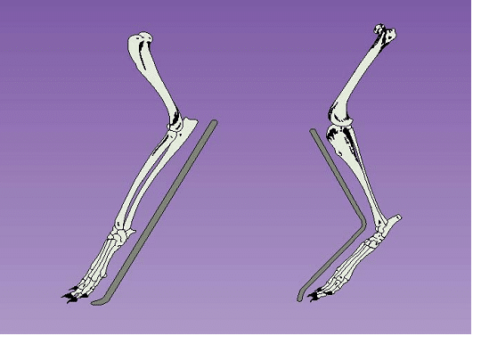 Botbreuk behandeling met gips - Medisch Centrum Voor Dieren