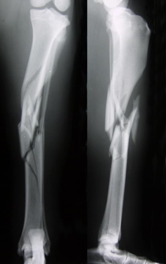 Botbreuk behandeling met platen en schroeven - Medisch Centrum Voor Dieren