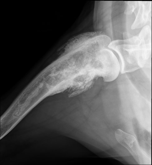 Osteosarcomen - Medisch Centrum Voor Dieren