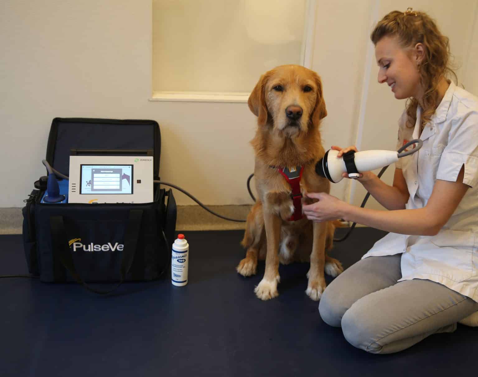 Shockwave therapie - Medisch Centrum Voor Dieren